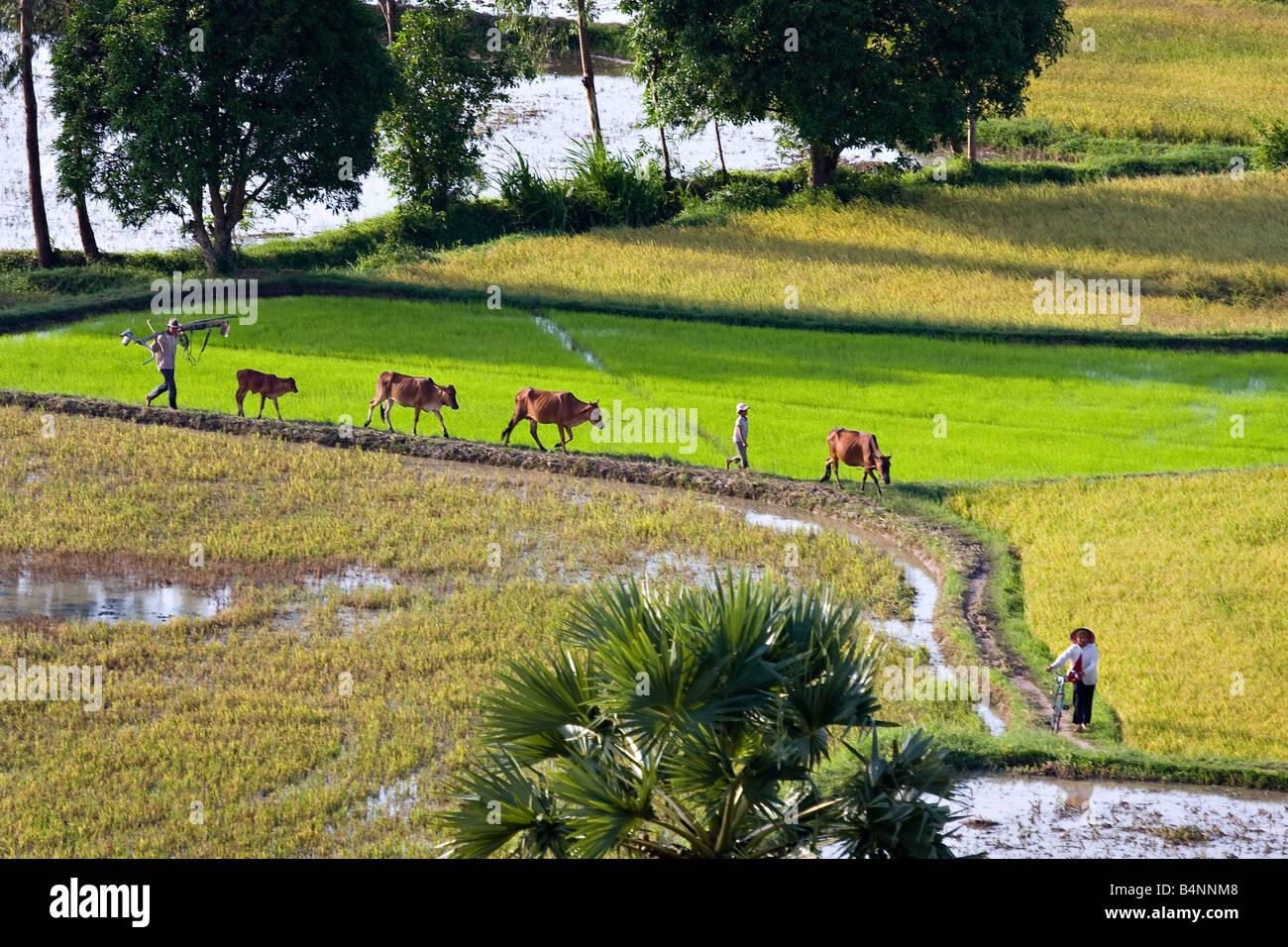 Farmers and ox going to work on golden yellow rice paddy field Stock ...