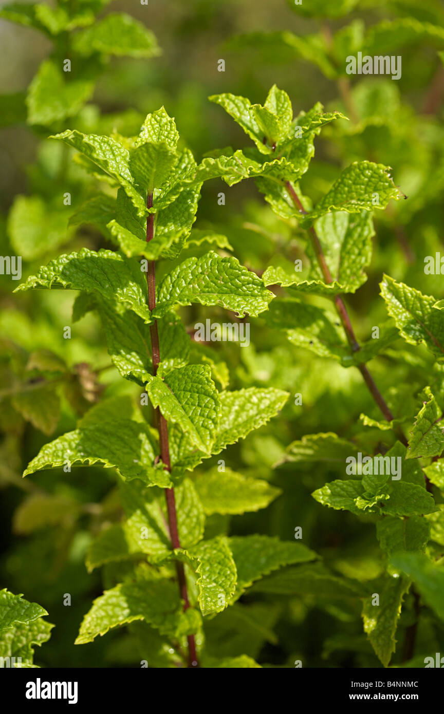 Mint plant, Mentha Stock Photo - Alamy
