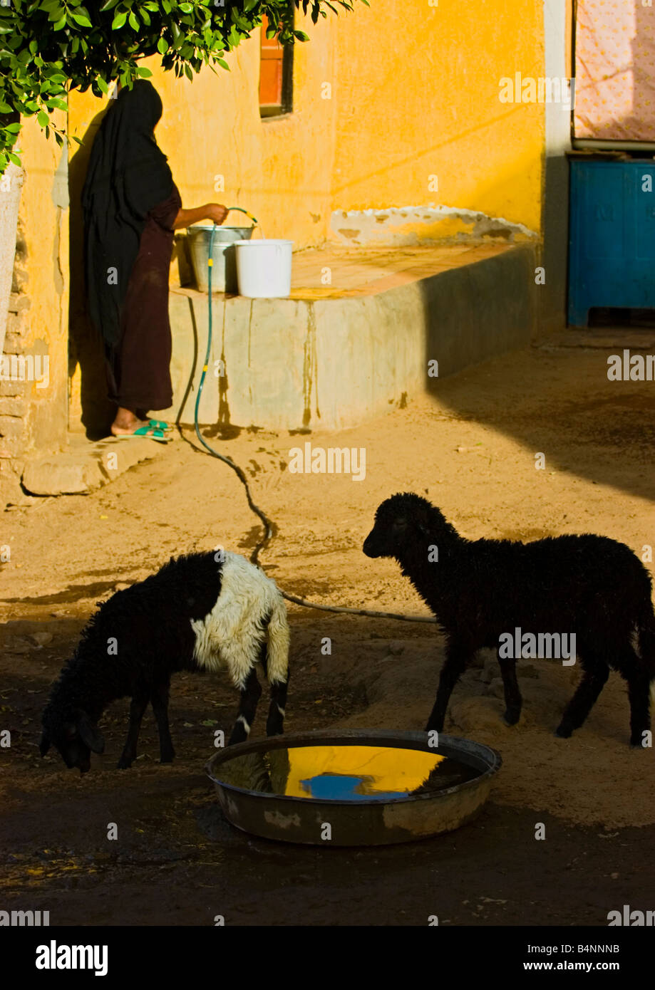 Watering trough sheep hi-res stock photography and images - Alamy