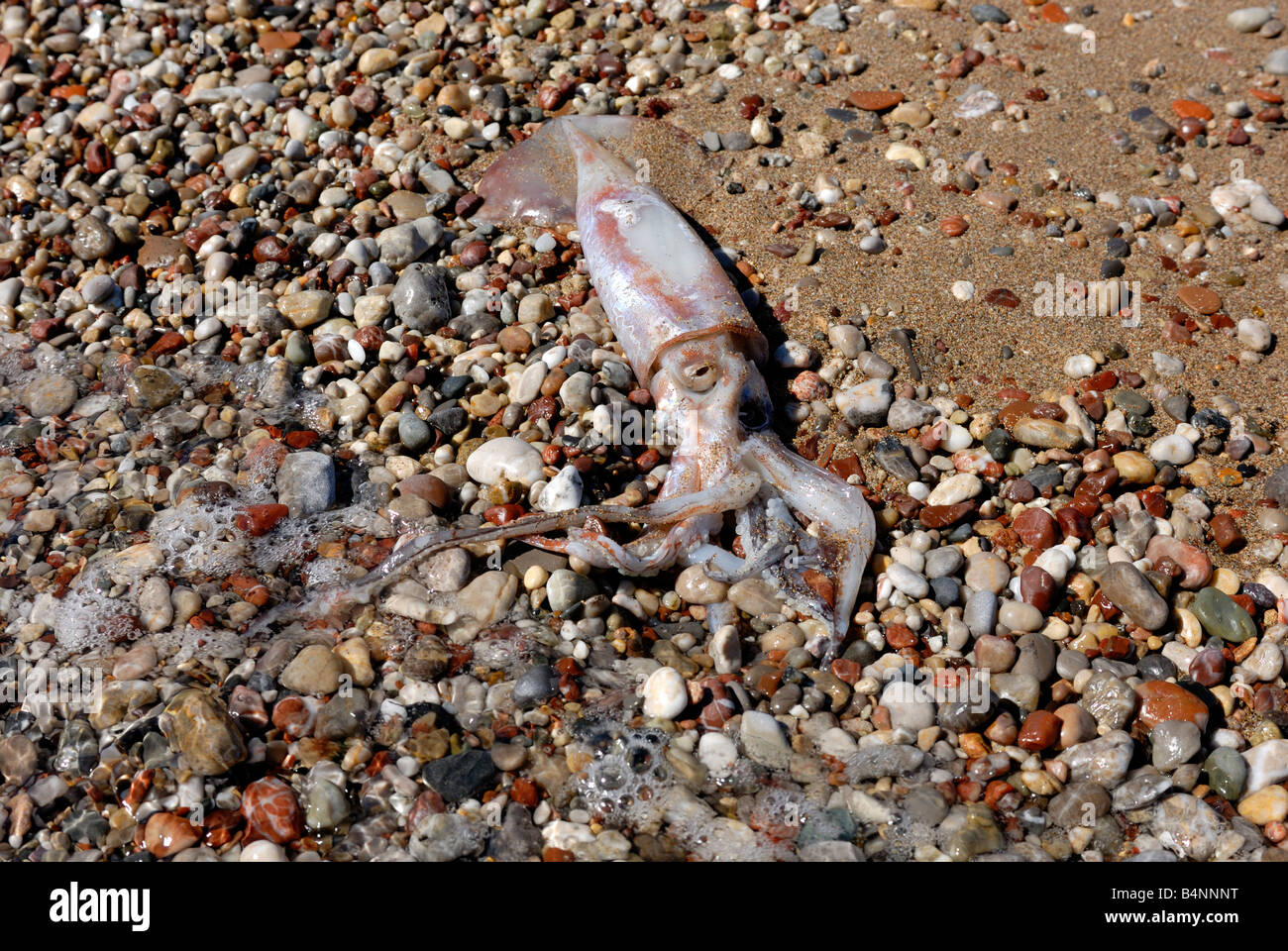 Dead Cuttlefish Sepia on the beach Greece Rhodes Stock Photo - Alamy