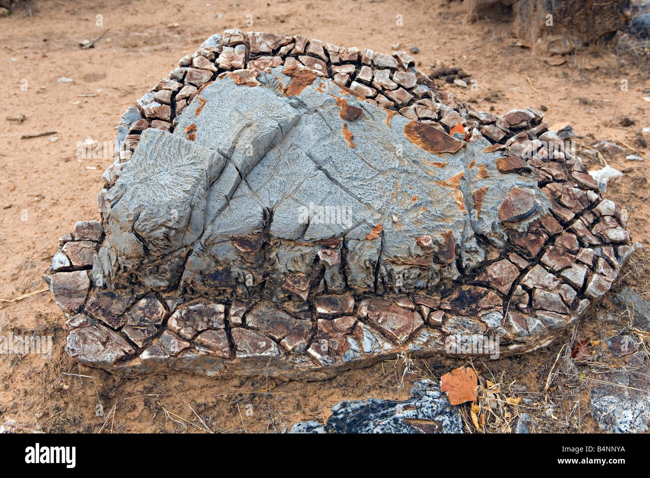 Close up of stromatolites & oncolites fossil records in Otavi ...
