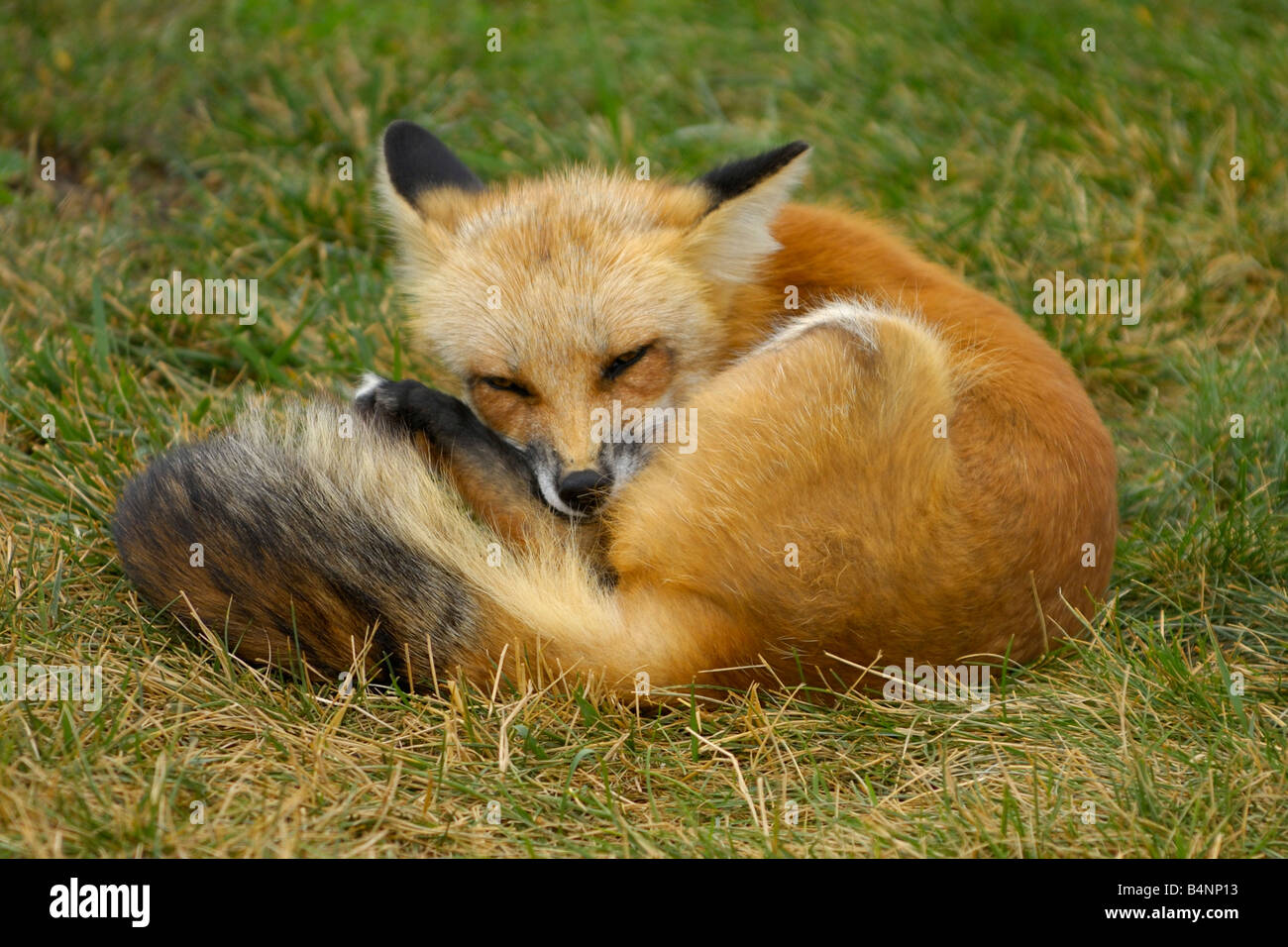 A Red Fox taking care of a little itchy business Stock Photo - Alamy
