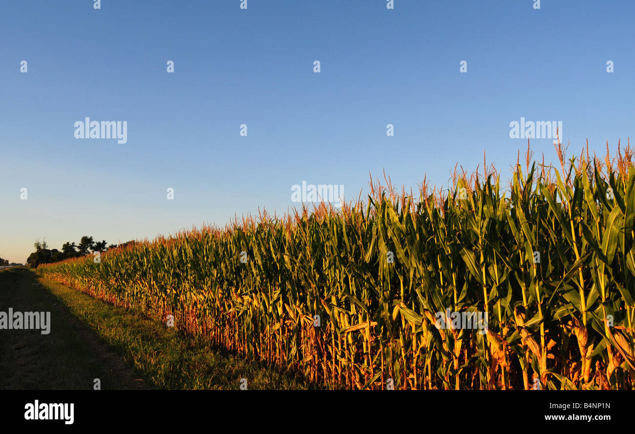 Fall corn field hi-res stock photography and images - Alamy