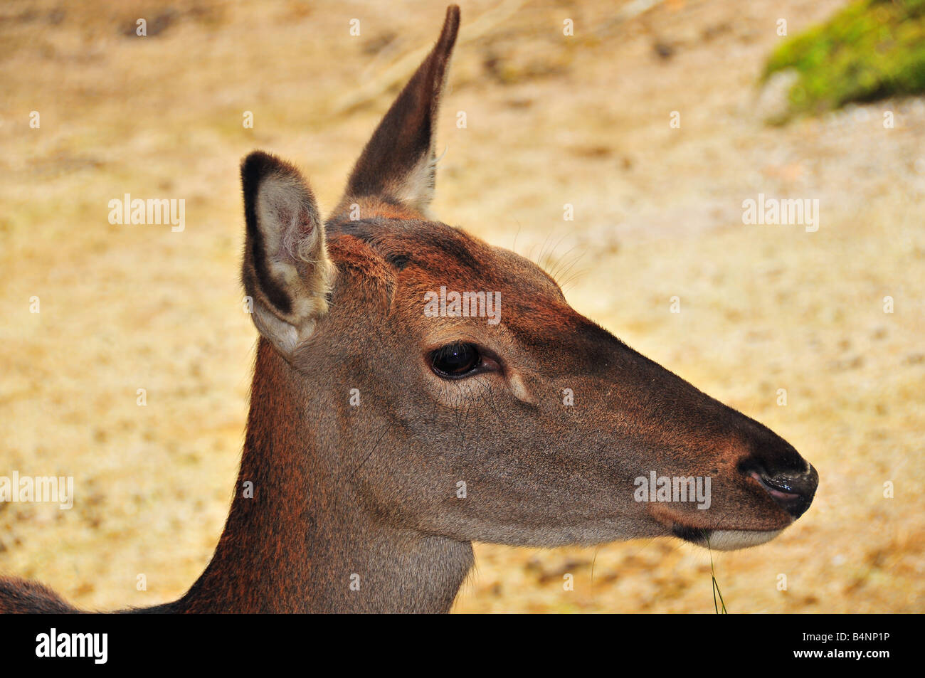 Female red deer hi-res stock photography and images - Alamy