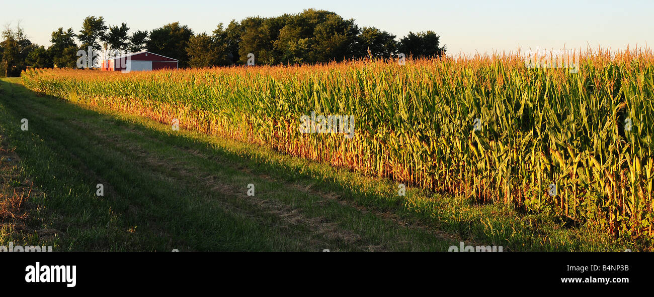 Corn field in late summer or early fall before the harvest Stock Photo ...