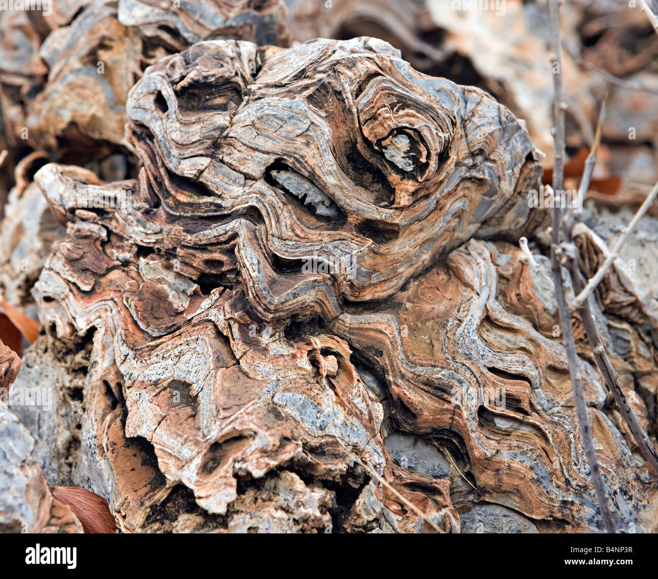 Close up of stromatolites & oncolites fossil records in Otavi ...