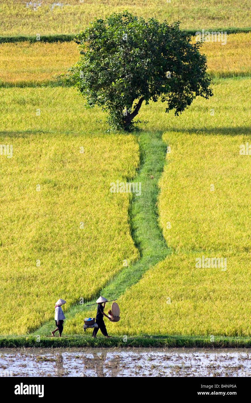 Two Champa ethnic minority women walkingon golden yellow rice paddy ...