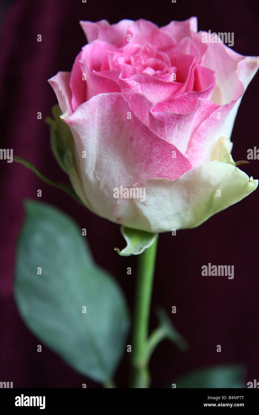 bicoloured rose pink and white Stock Photo - Alamy