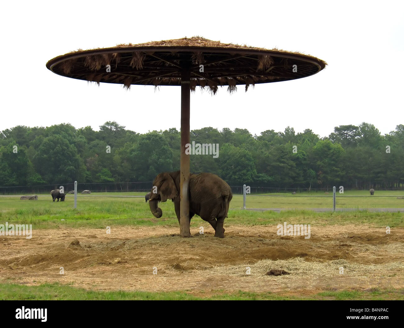 Cute elepha hi-res stock photography and images - Alamy