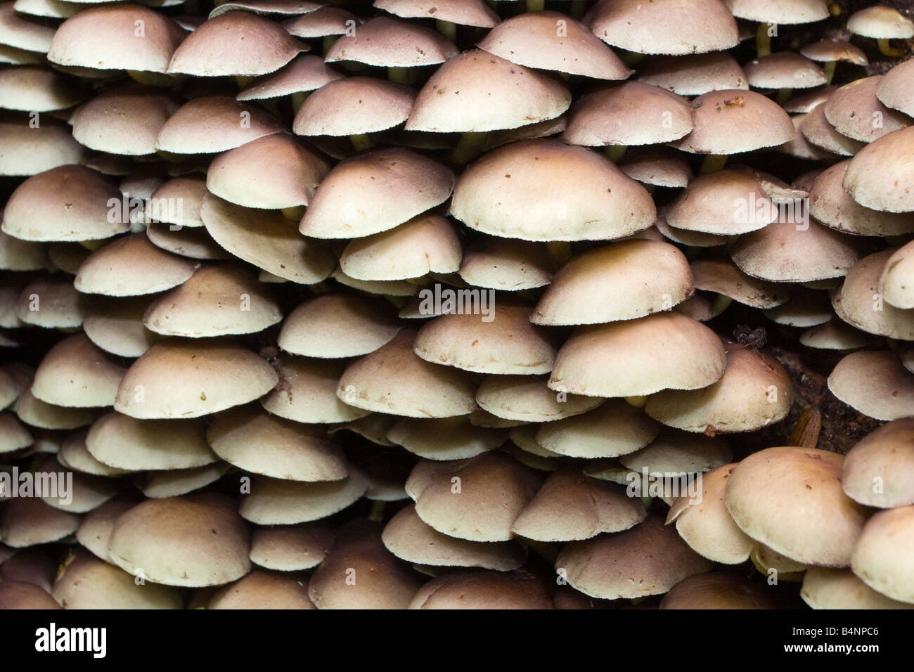 Cluster of fungi hi-res stock photography and images - Alamy