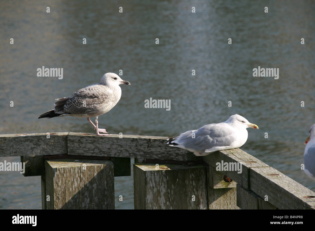 two sea gulls sitting on harbour mooring in sun Stock Photo - Alamy