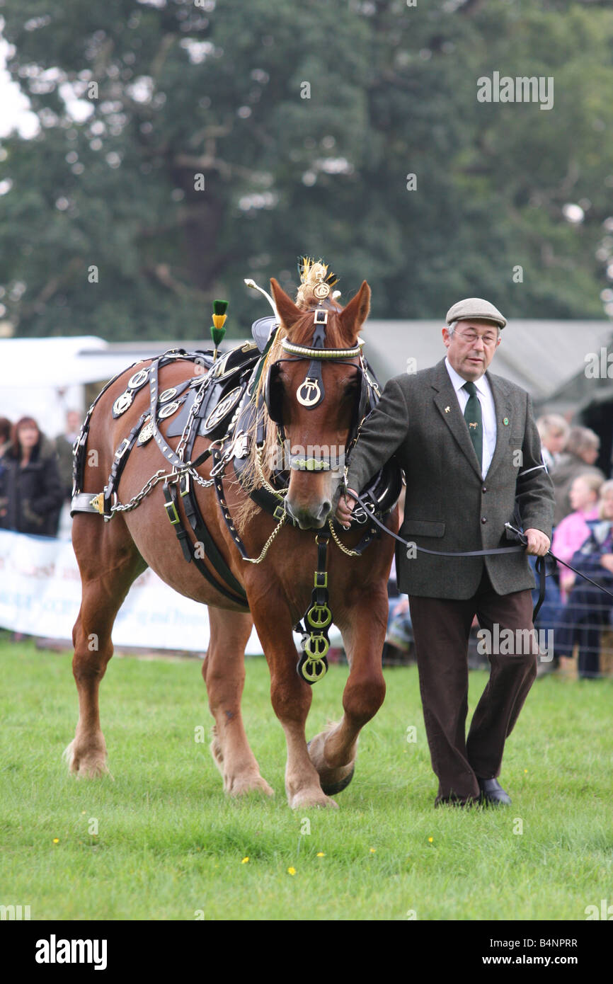 Working heavy horse harness hi-res stock photography and images - Alamy