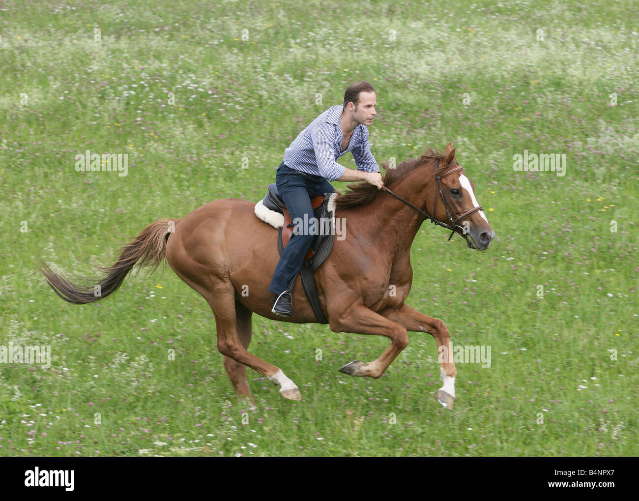 Galopping hi-res stock photography and images - Alamy