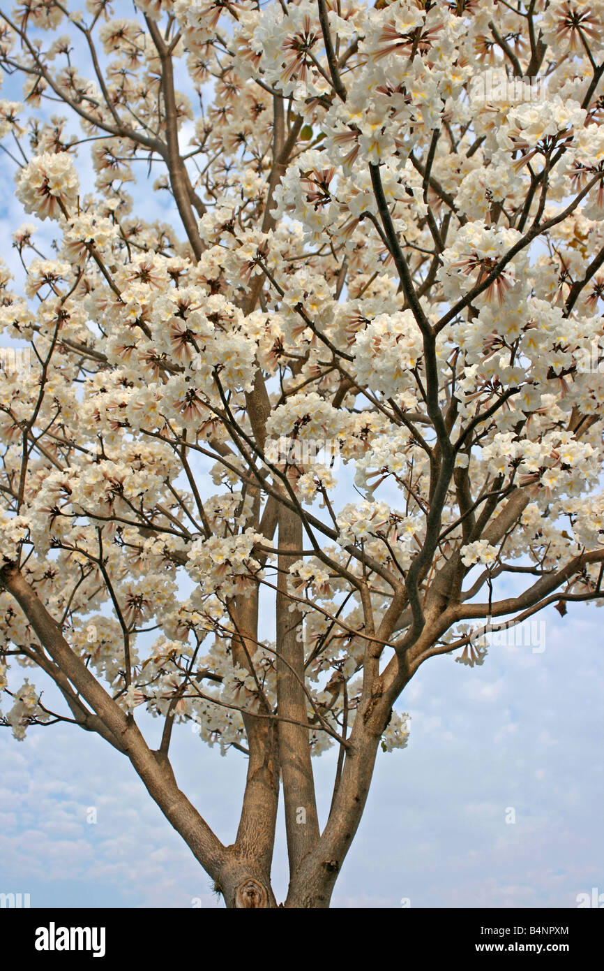 White trumpet tree [Tabebuia Pallida] in bloom Stock Photo - Alamy