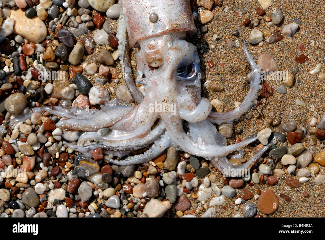 Dead cuttlefish hi-res stock photography and images - Alamy