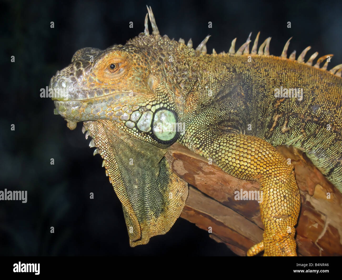 A macro shot of a beautiful iguana Stock Photo - Alamy