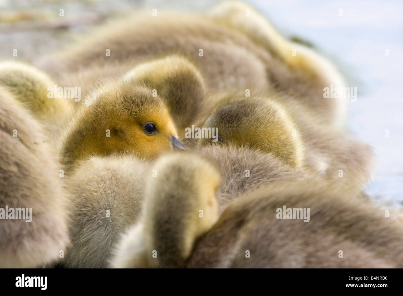 Canadian Goose Chicks Stock Photo - Alamy