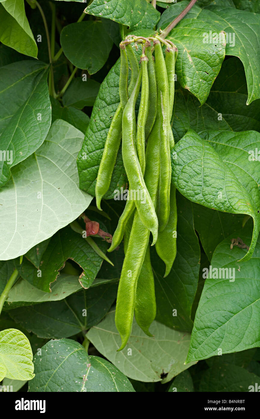 Runner Bean plant, Phaseolus Coccineus Stock Photo - Alamy