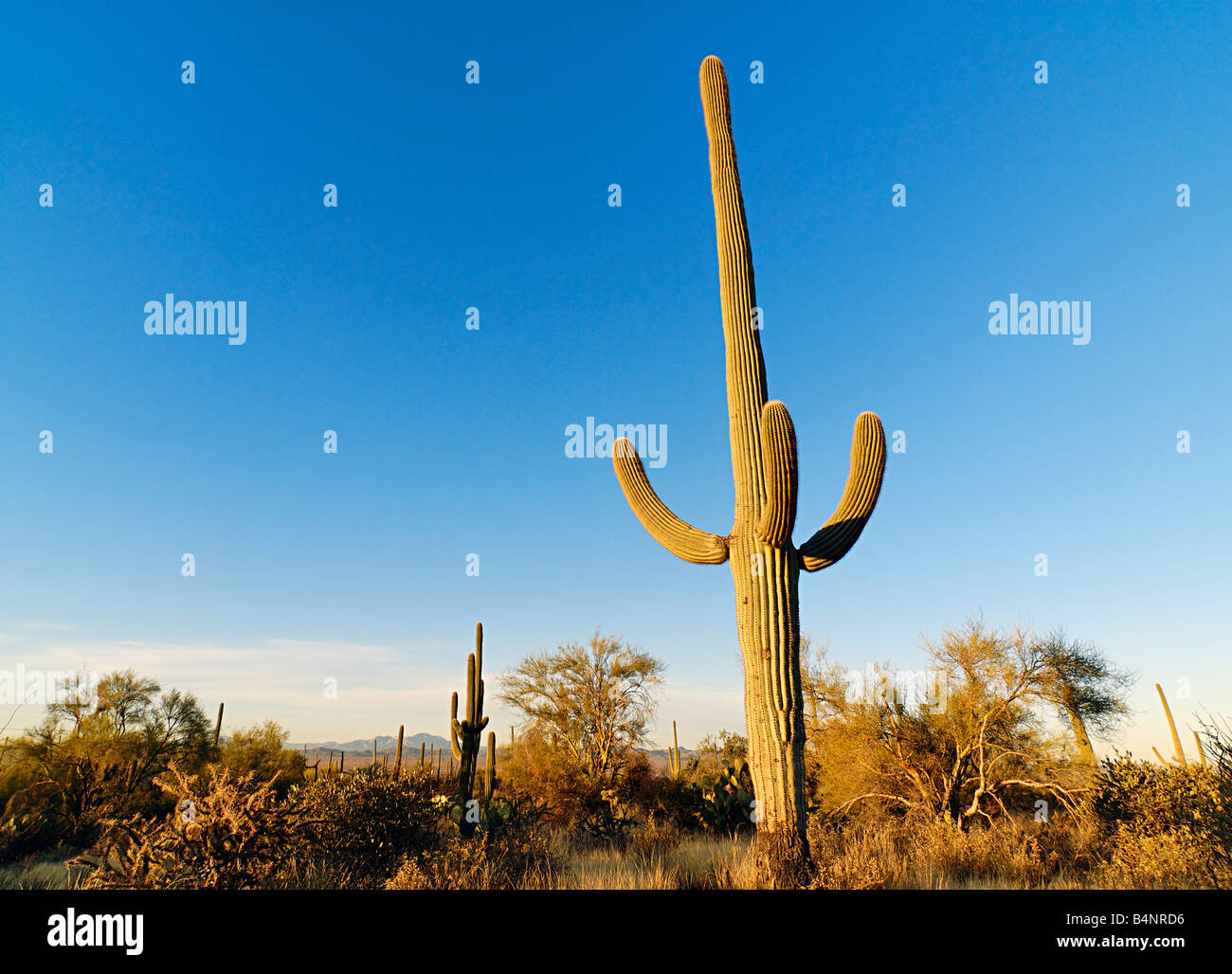 Saguaro Cactus Sunrise Stock Photo - Alamy