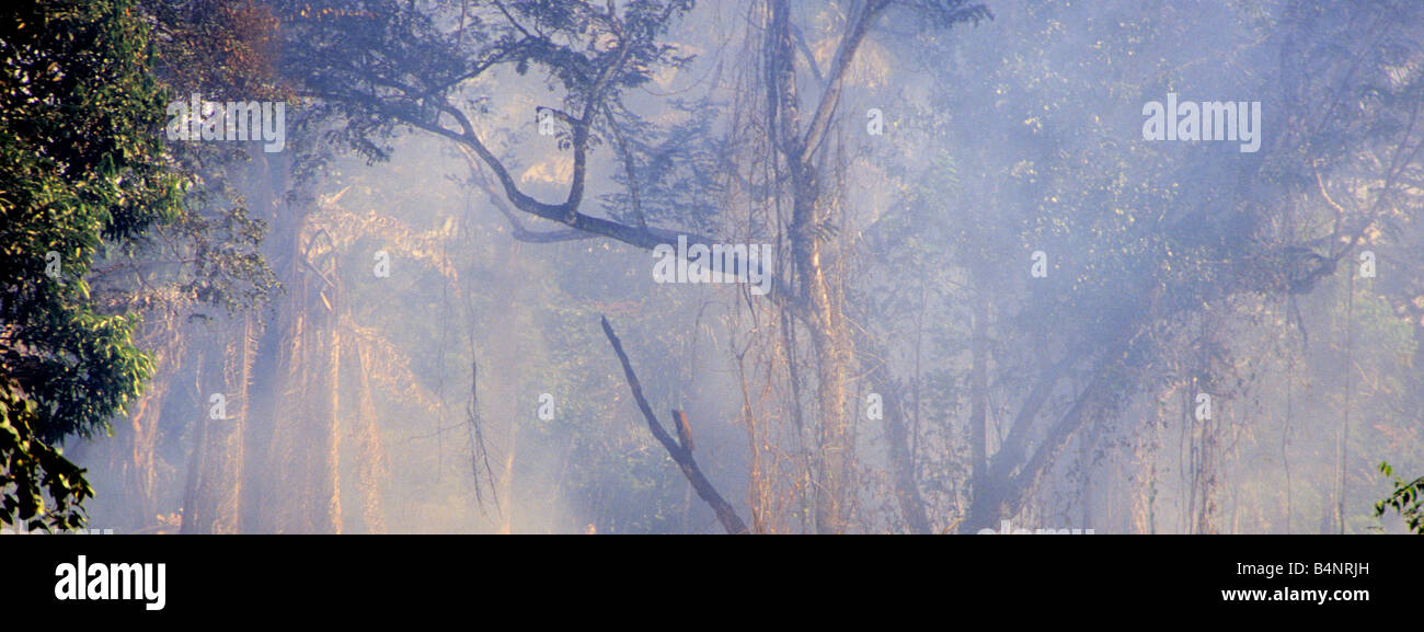 Forest fire in rainforest belize hi-res stock photography and images ...