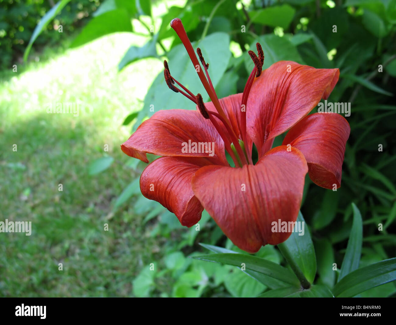 a beautiful red lily flower Stock Photo - Alamy