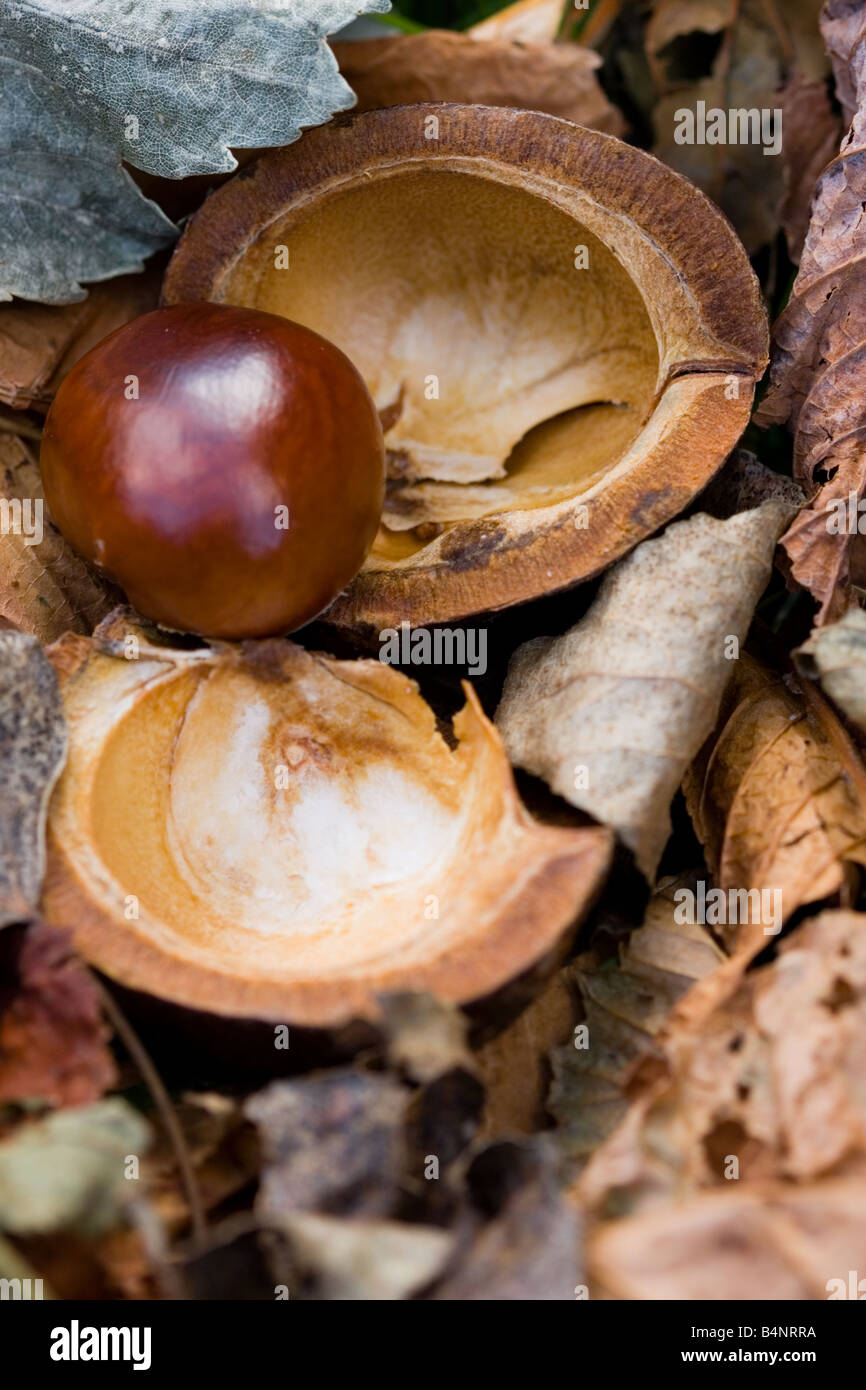 Conker from Horse Chestnut tree on ground with autumn leaves Stock ...
