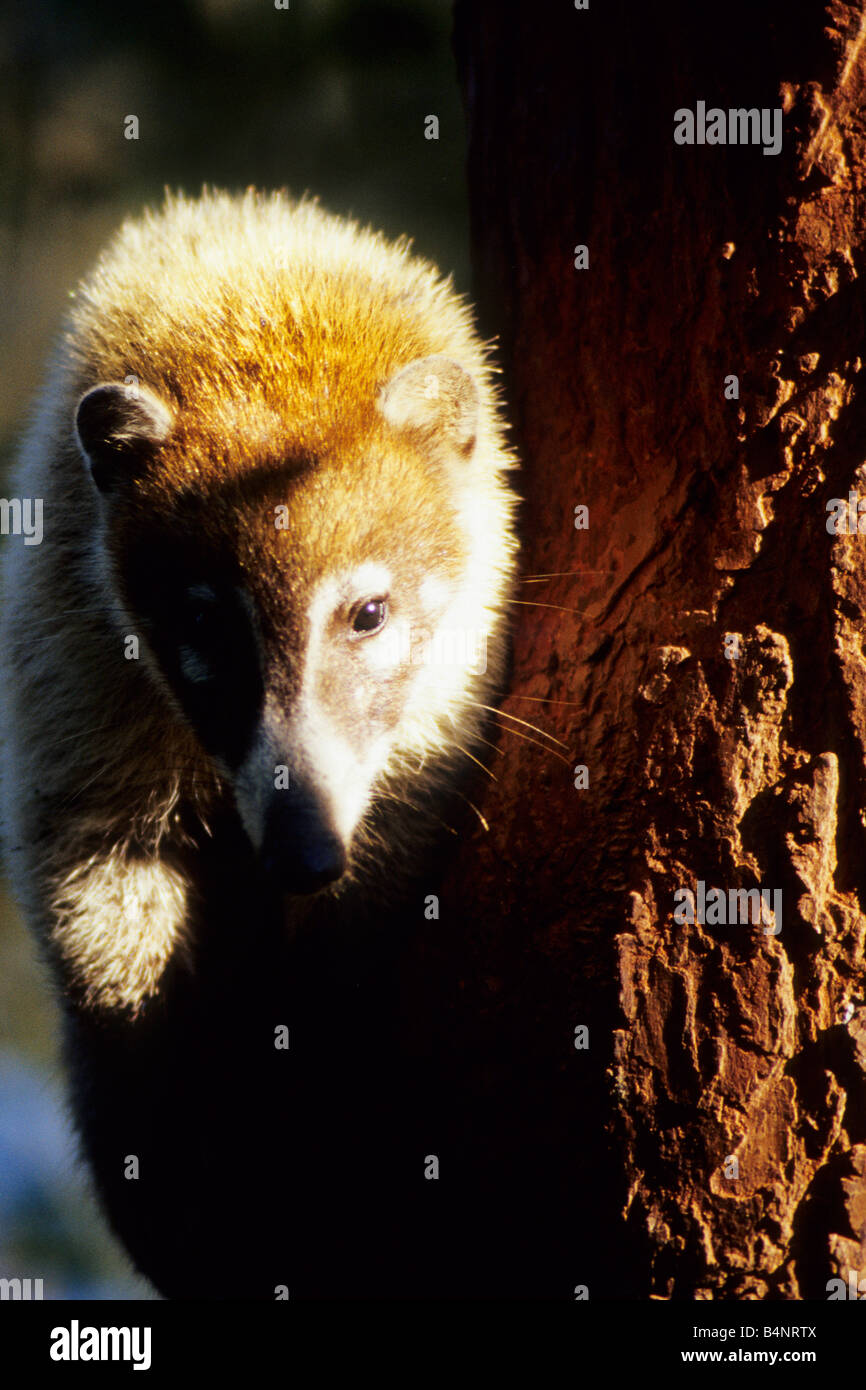 Coati mundi belize High Resolution Stock Photography and Images - Alamy