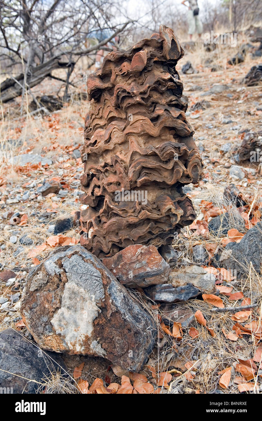 Stromatolites & oncolites fossil records in Otavi Mountainland Northern ...