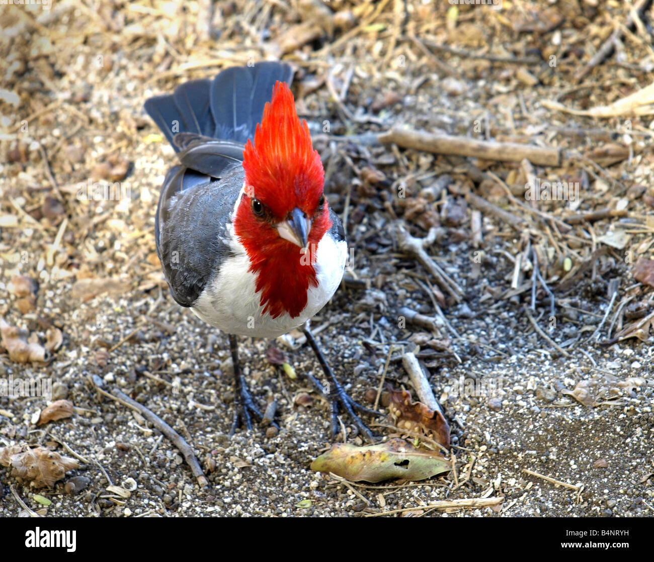 Red Crested Cardinal (Paroaria coronata). Also known as the Brazilian ...