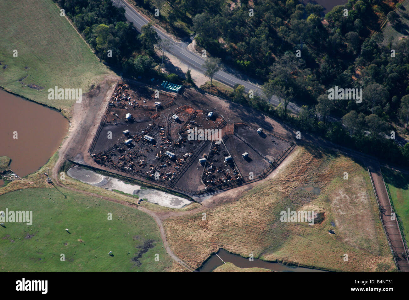 cattle holding yard Stock Photo - Alamy