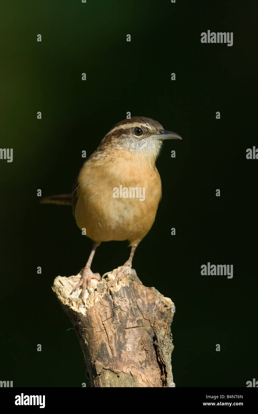 Carolina Wren Thryothorus ludovicia Stock Photo - Alamy