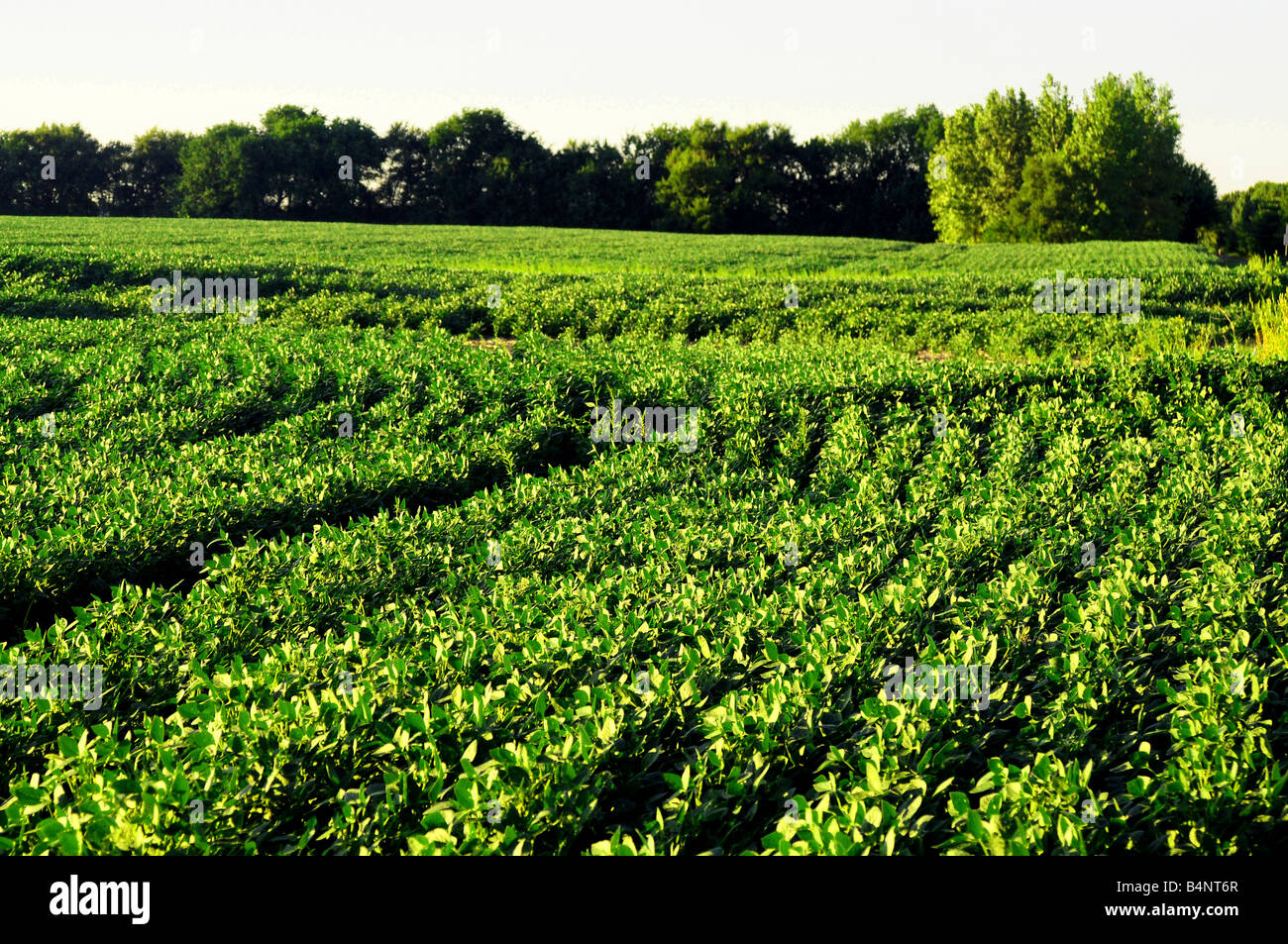 Soybean farm illinois hi-res stock photography and images - Alamy