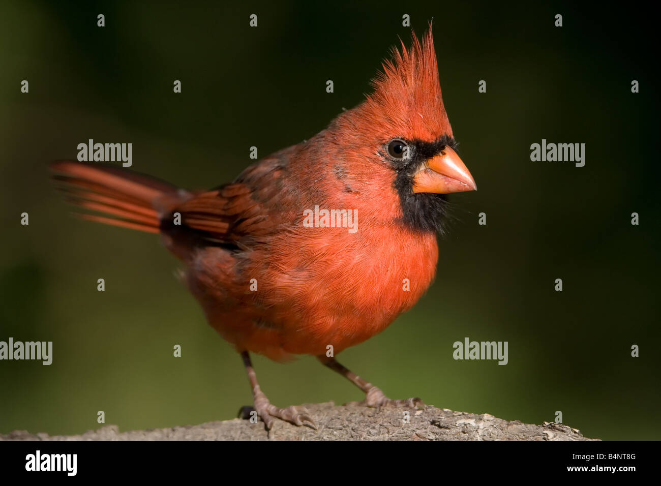 Male Northern Cardinal Cardinalis Cardinalis Stock Photo - Alamy