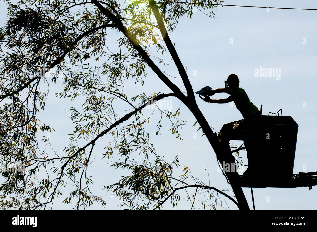 Tree feller hi-res stock photography and images - Alamy