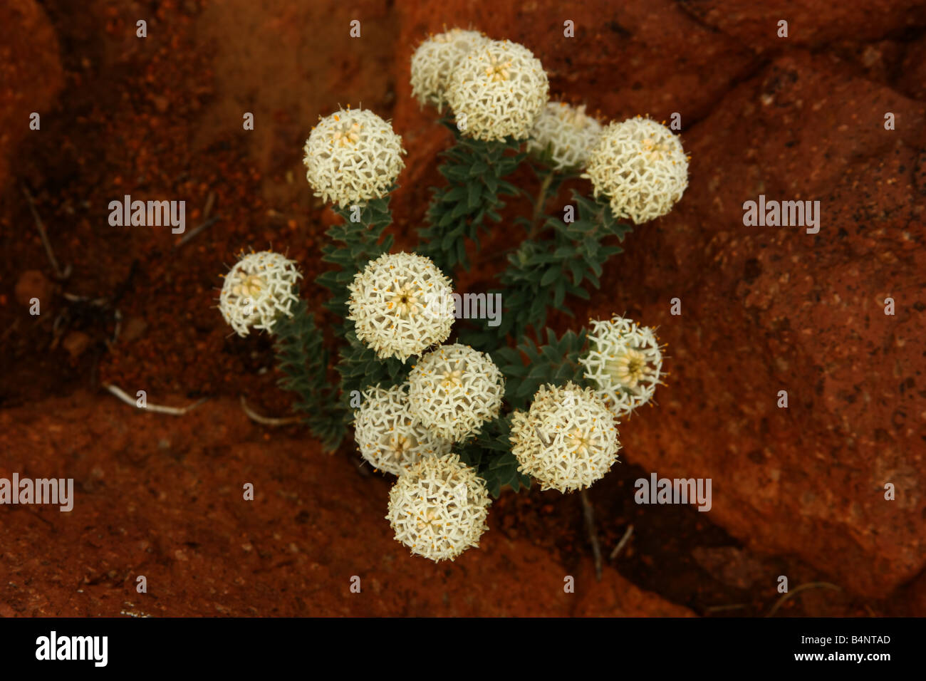 Gawler ranges hi-res stock photography and images - Alamy