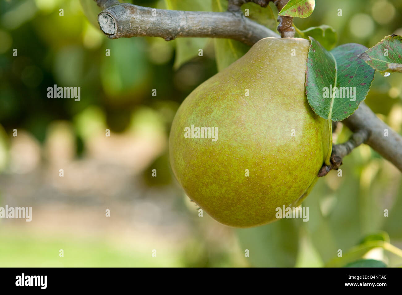 Pear orchards hi-res stock photography and images - Alamy