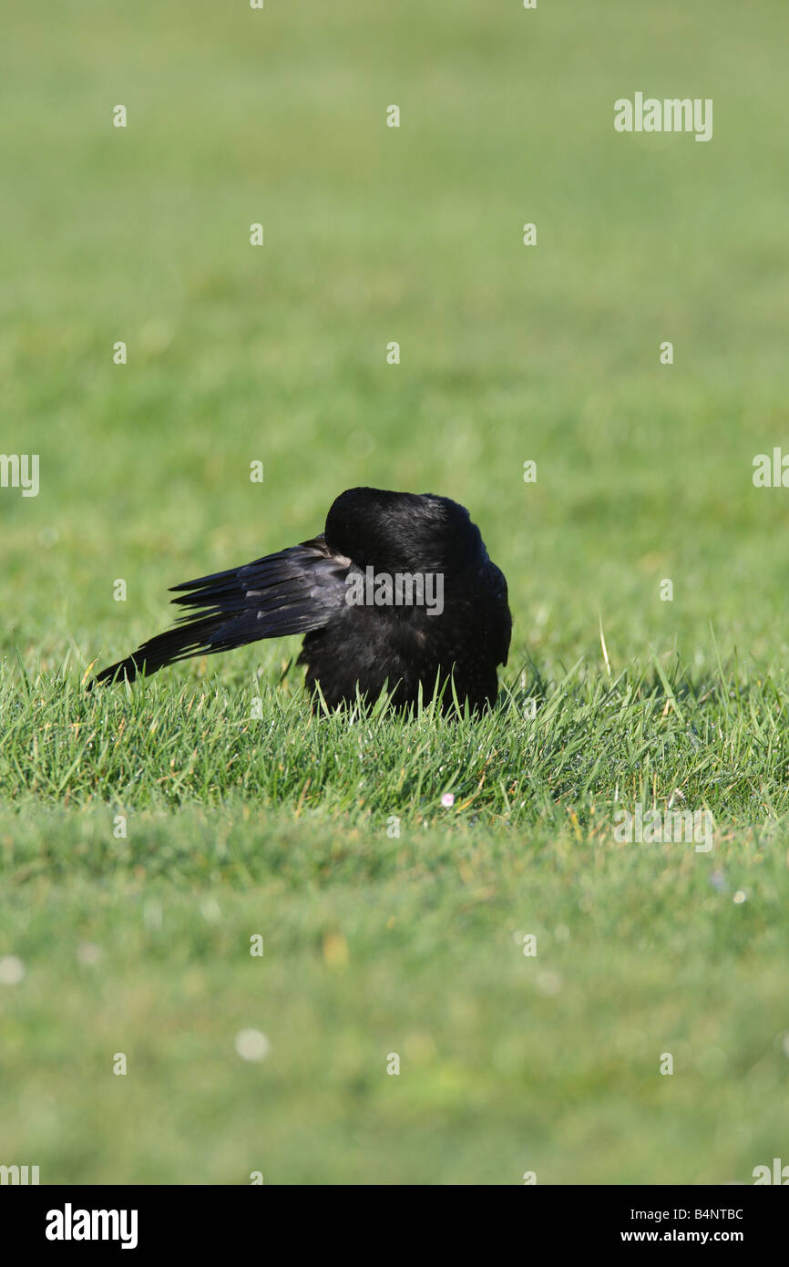 Preening crow hi-res stock photography and images - Alamy