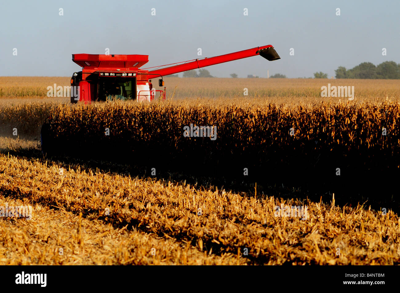 A combine in a corn field at harvest time Stock Photo - Alamy