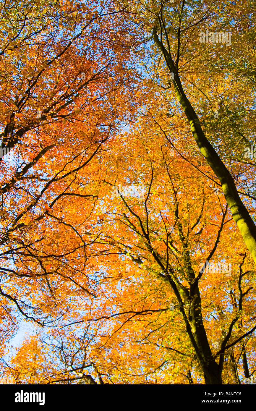 Beech trees in Autumn with canopy of golden leaves against blue sky in ...