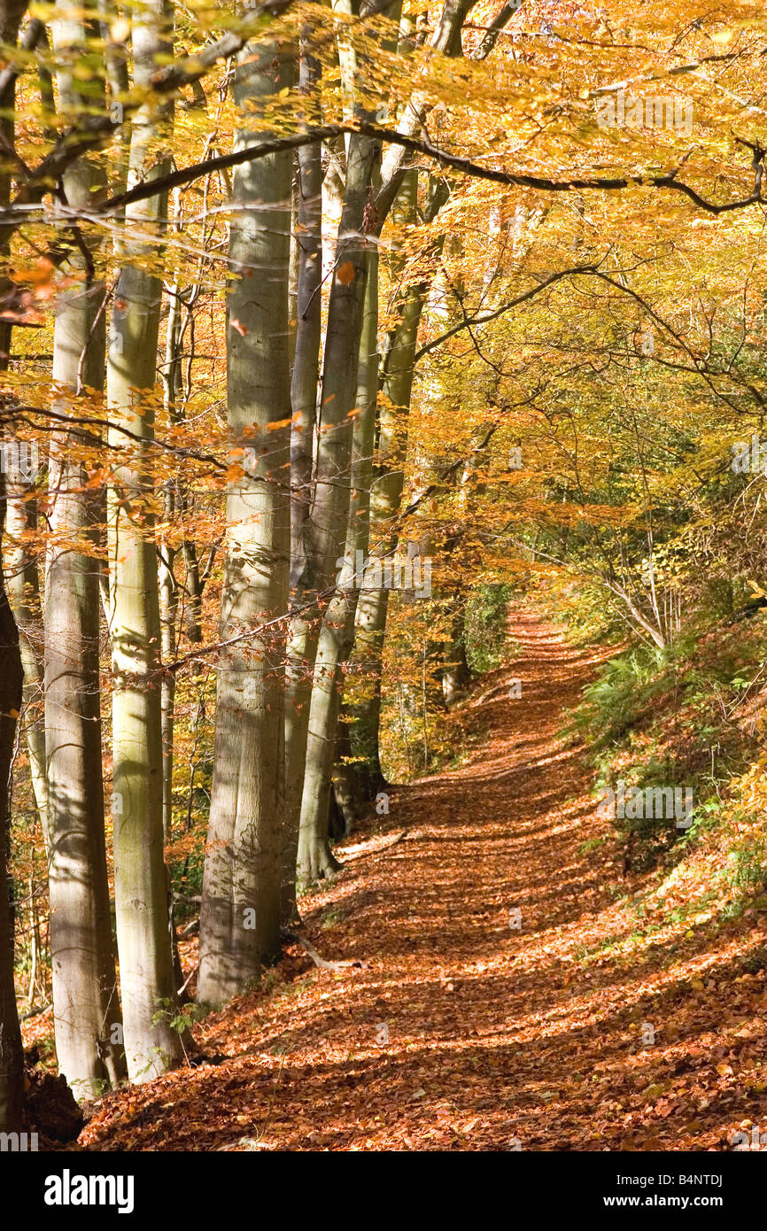 Slender row trees hi-res stock photography and images - Alamy