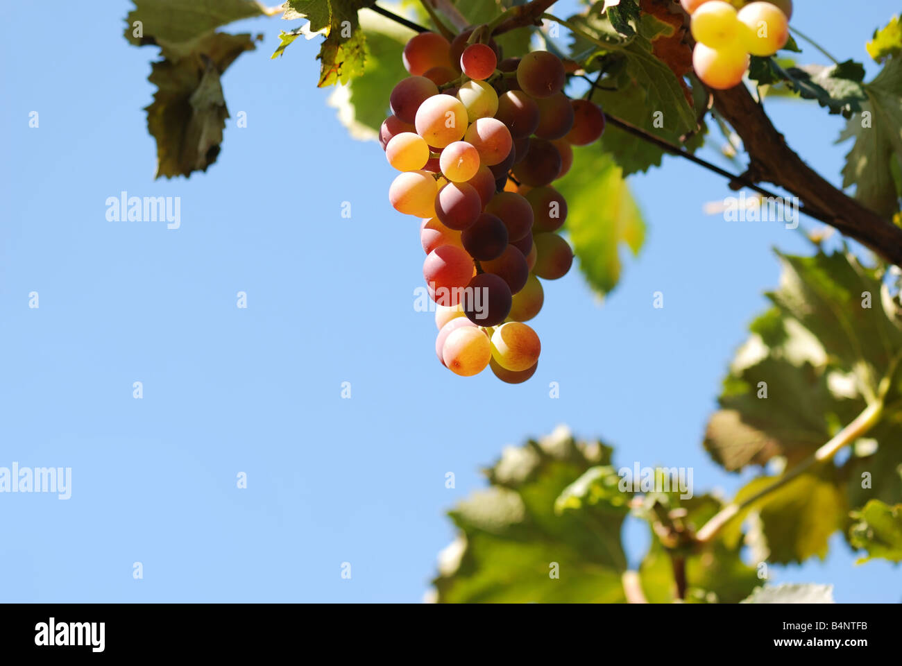 Grapes cluster hanging on a vineyard branch Stock Photo - Alamy
