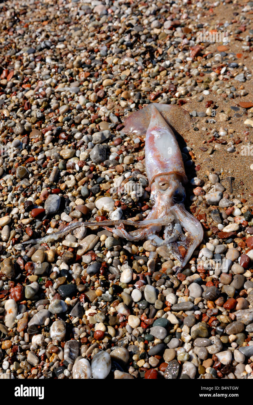 Dead Cuttlefish Sepia on the beach Greece Rhodes Stock Photo - Alamy