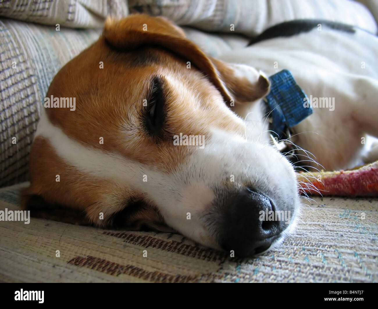 A macro shot of a sleepy beagle dog s nose and face Stock Photo - Alamy