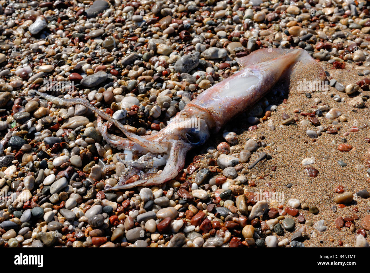 Dead cuttlefish hi-res stock photography and images - Alamy