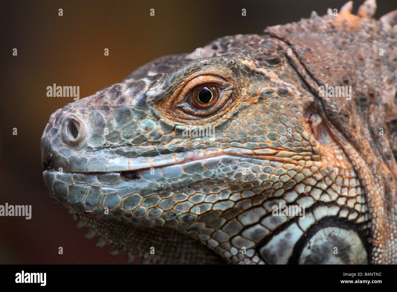 Green iguana.Common iguana.Iguana iguana Stock Photo - Alamy