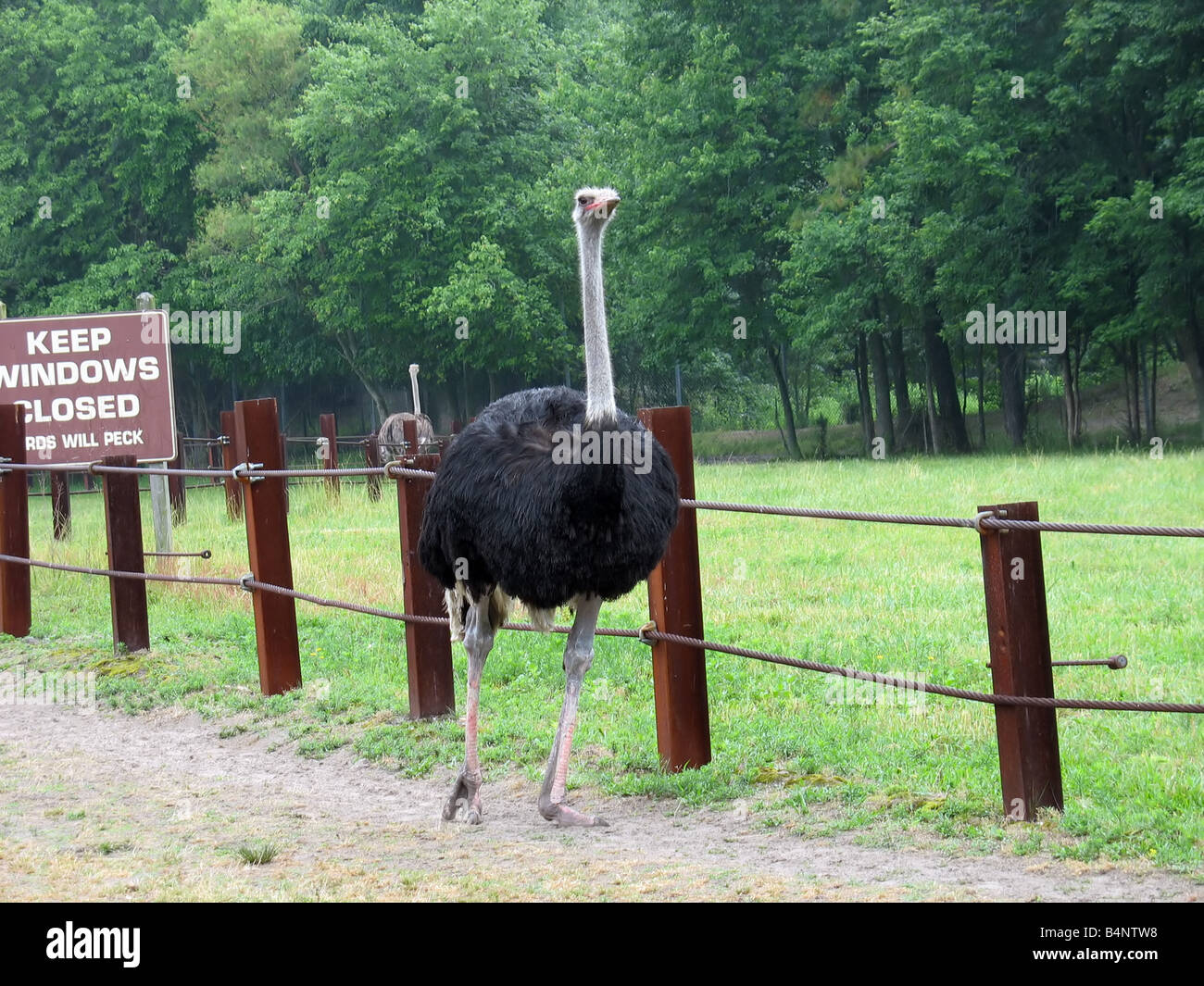 watch out for this big ugly bird it looks pretty intimidating Stock ...
