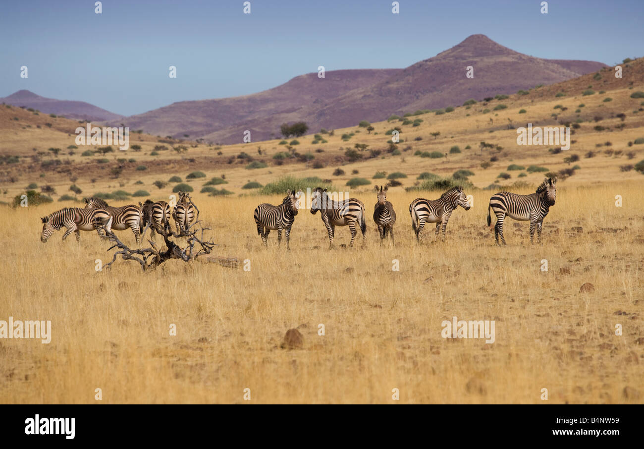 zebra wild wildlife Africa damara Namibia Africa Stock Photo - Alamy