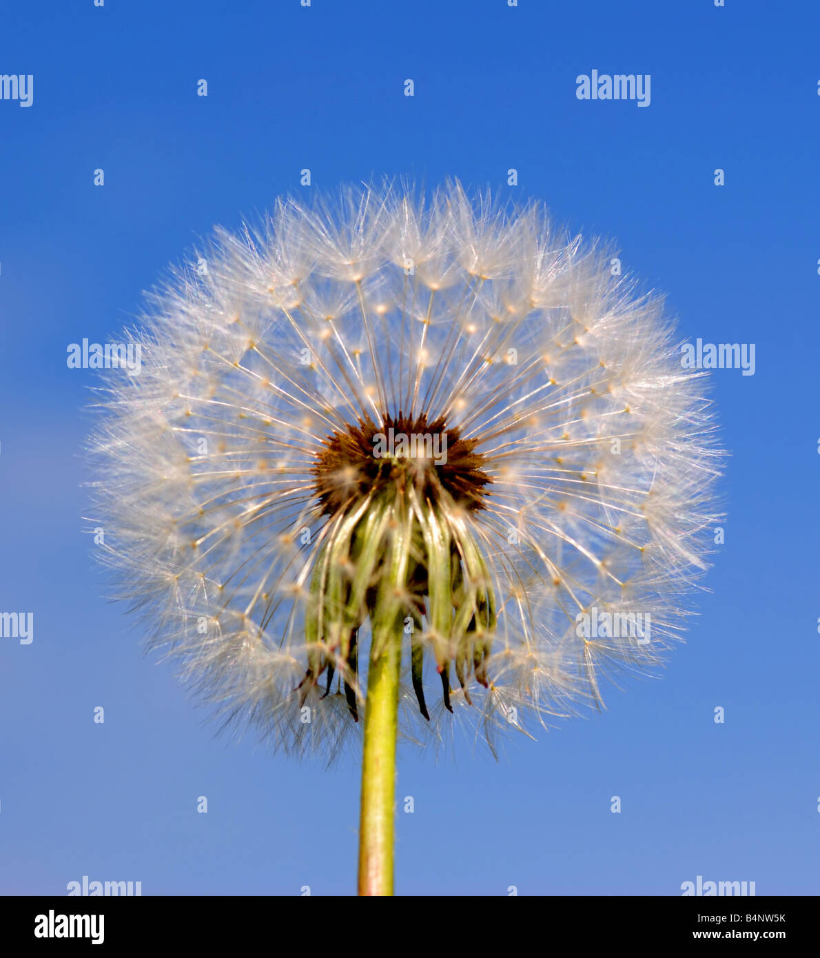 Dandelion A spring flower on a background of the blue sky Stock Photo ...