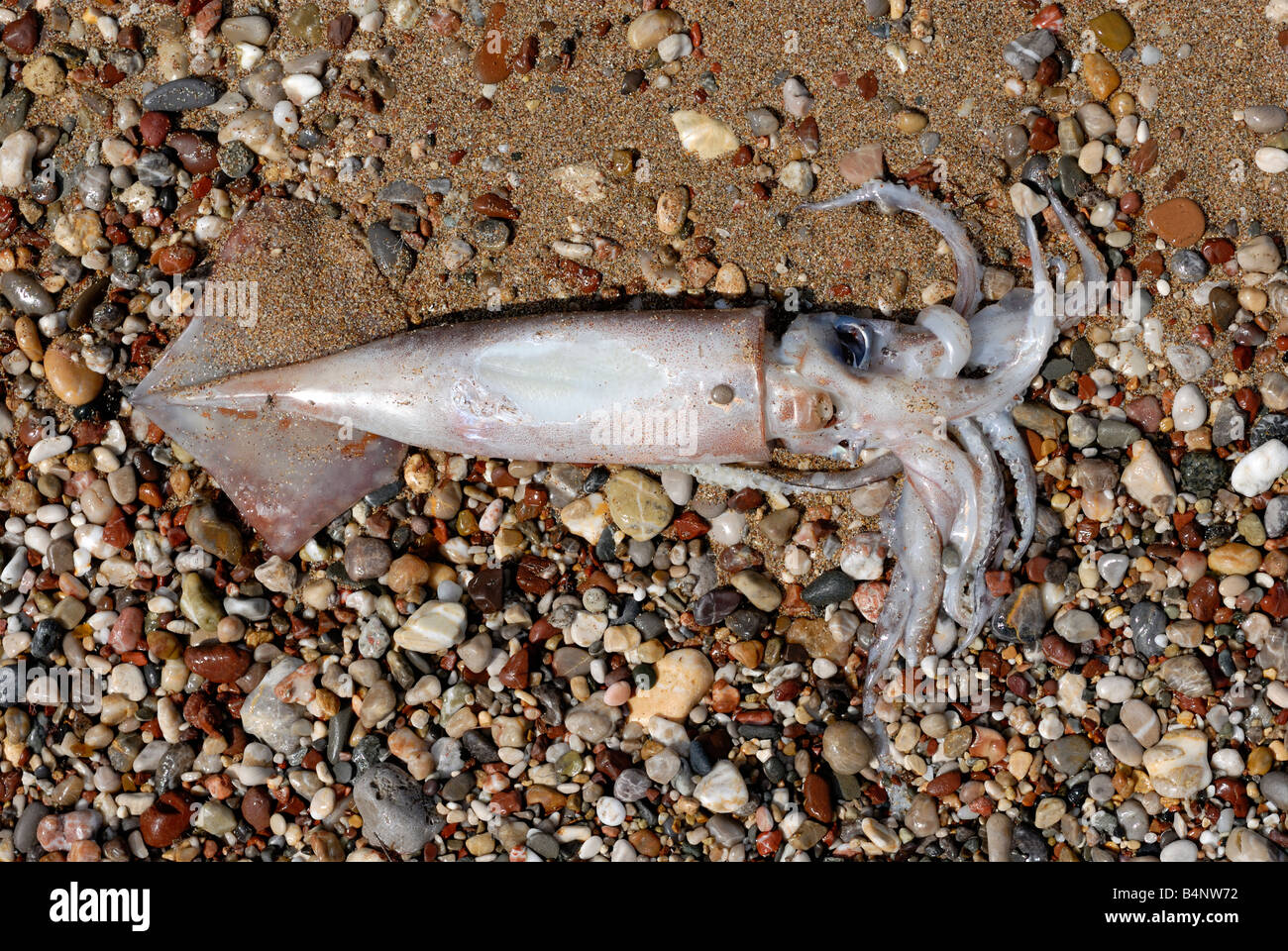 Dead cuttlefish hi-res stock photography and images - Alamy