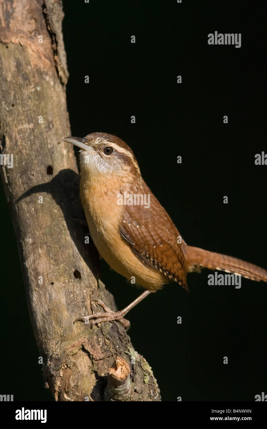 Single most common wren hi-res stock photography and images - Alamy